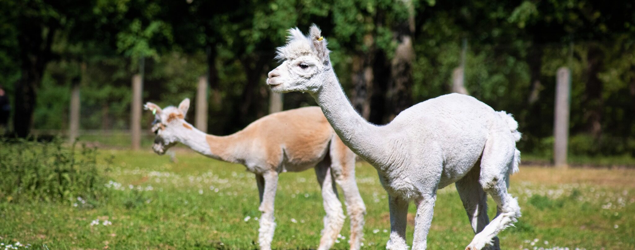 Poznajcie Coco i Lunę - Radio UWM FM